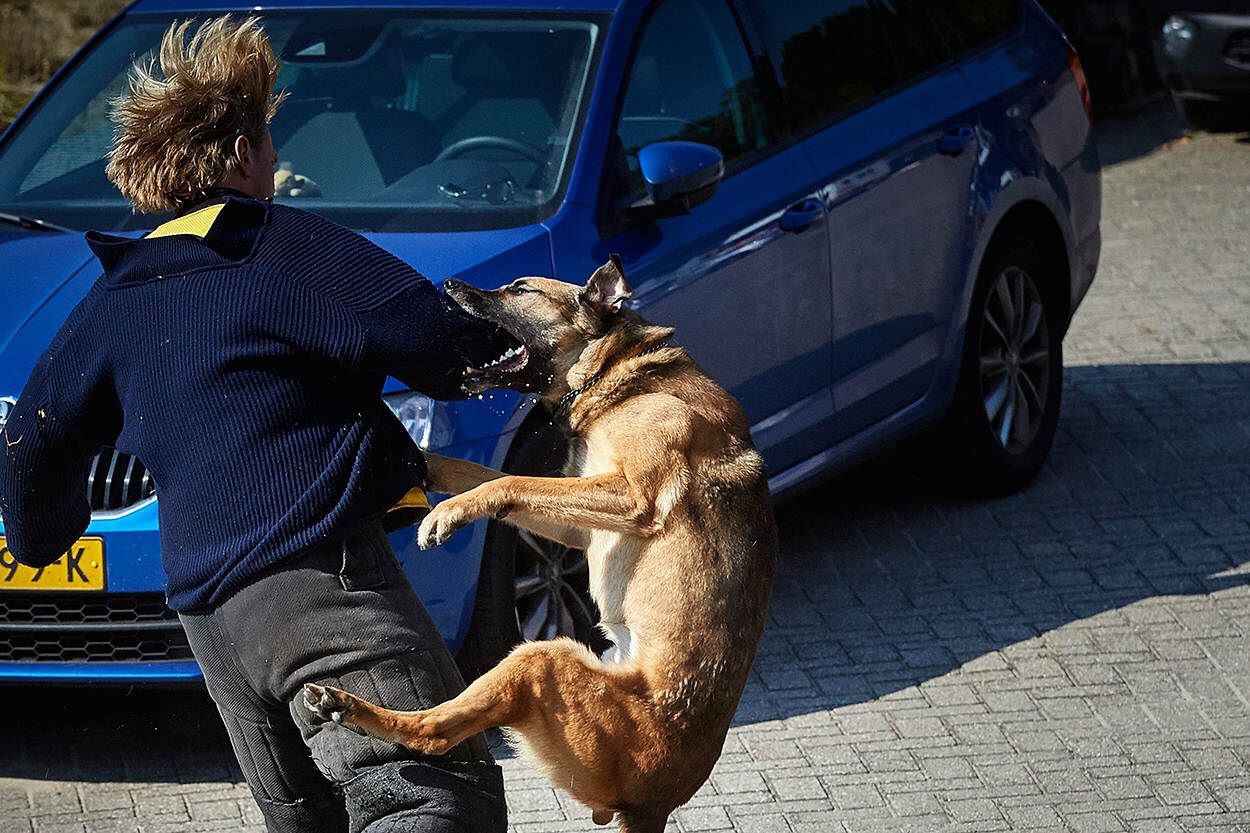 SECURITY SERVICES & DEFENSE – still a dog